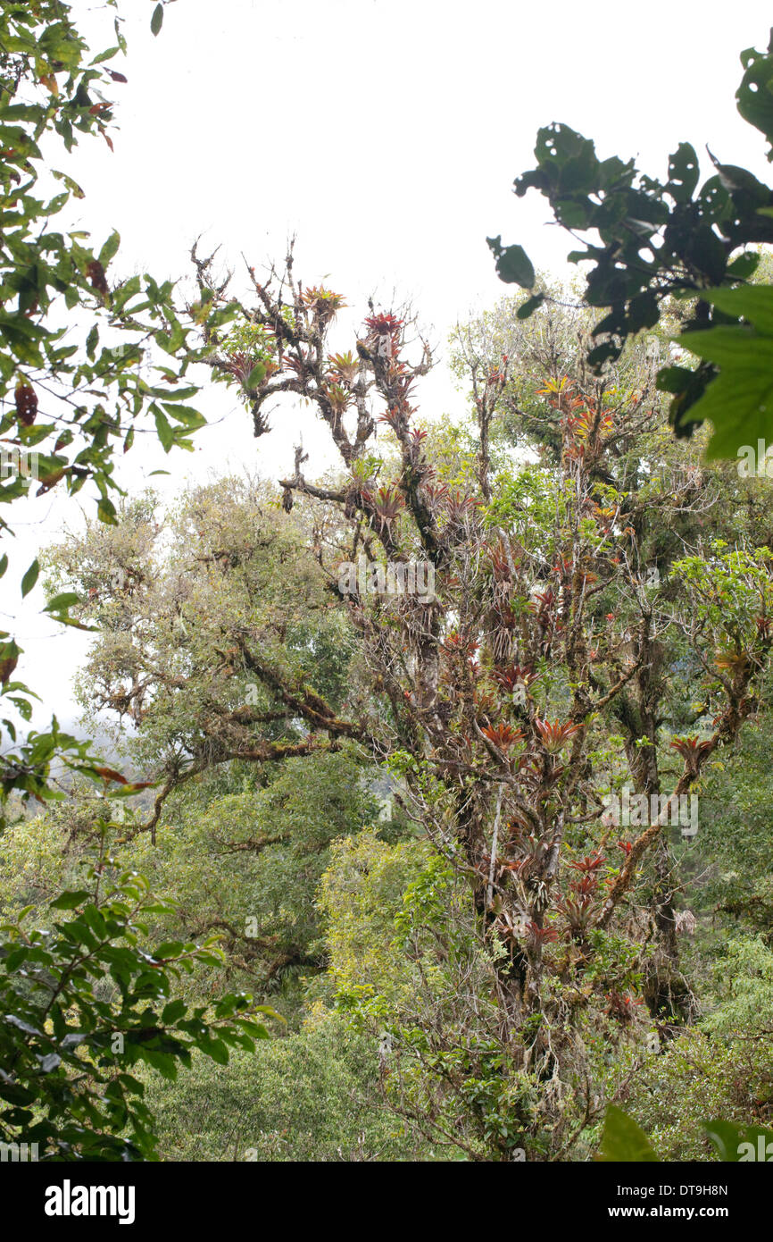 Epiphytes on tree hi-res stock photography and images - Alamy