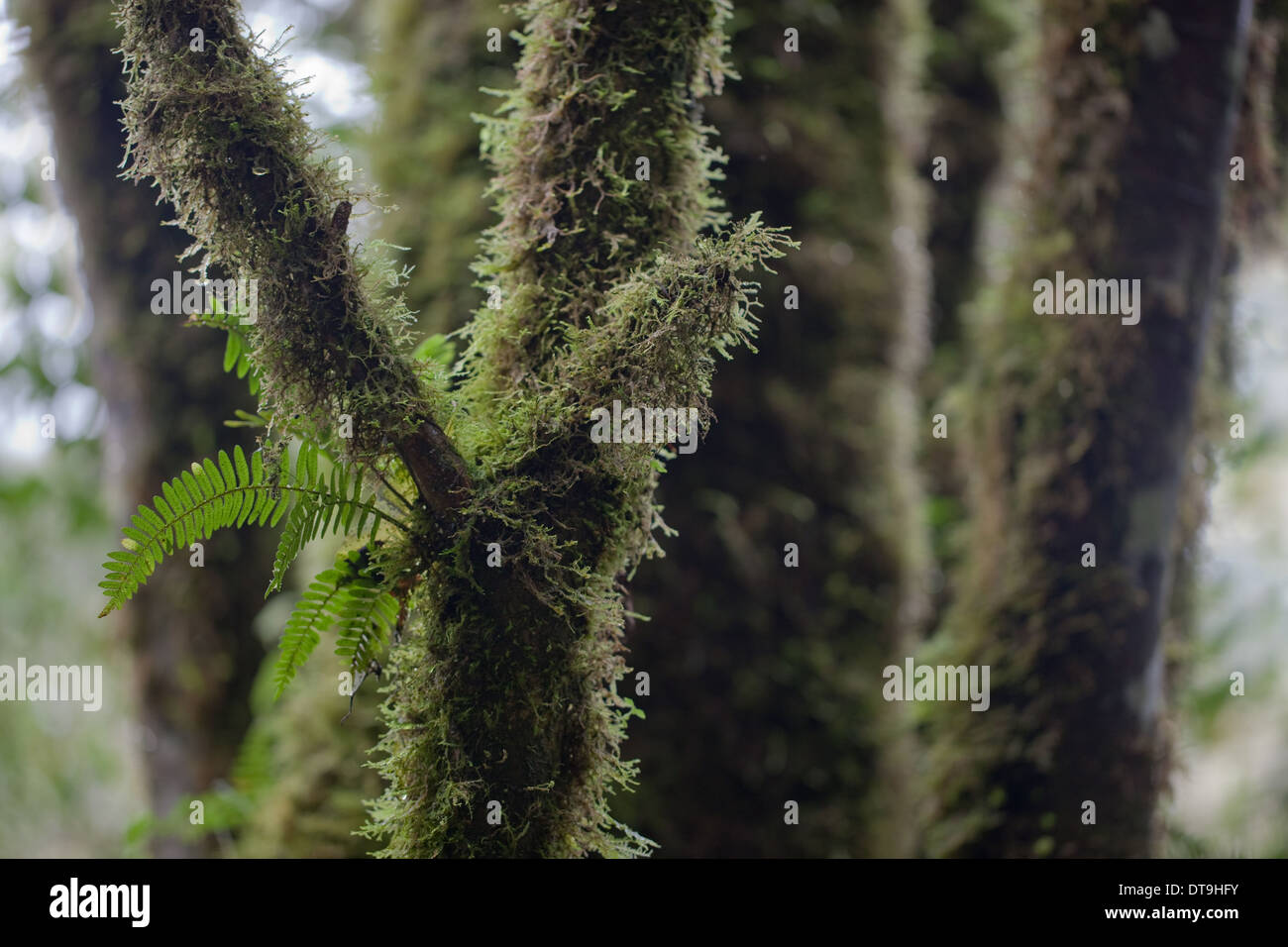 Epiphytic ferns hi-res stock photography and images - Alamy