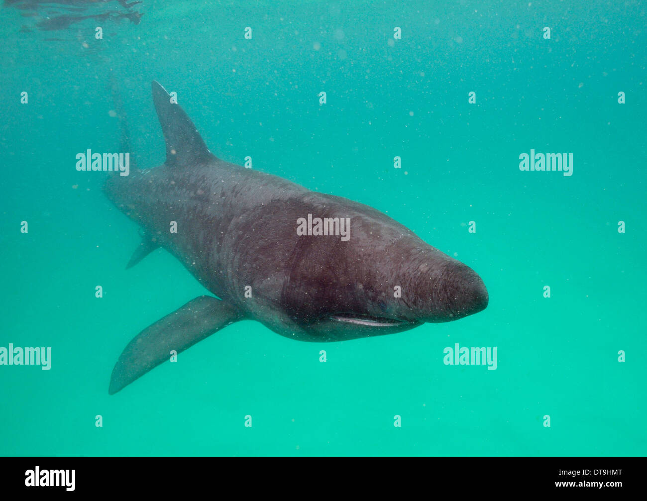 Basking shark mouth hi-res stock photography and images - Alamy