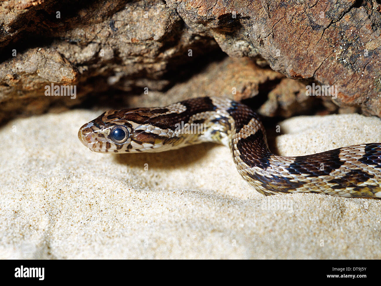 Corn Snake Pantherophis guttatus "root beer", Colubridae, Usa Stock ...