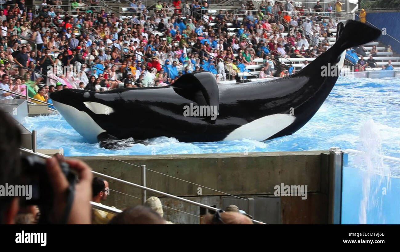 Tilikum The Killer Whale High Resolution Stock Photography and Images ...