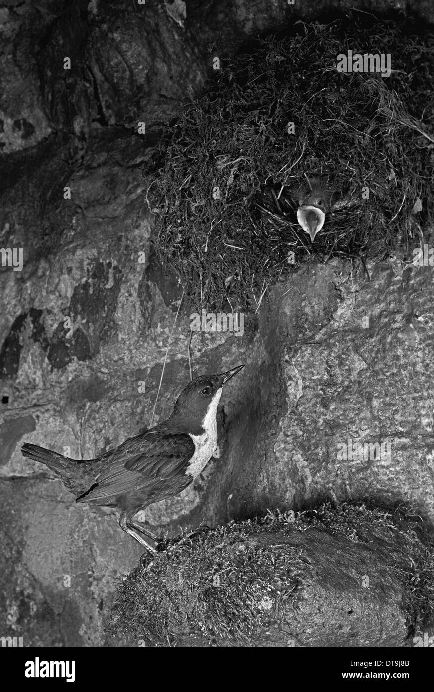 Dipper at Nest Doldowlod Wales. Taken in 1954 by Eric Hosking Stock ...