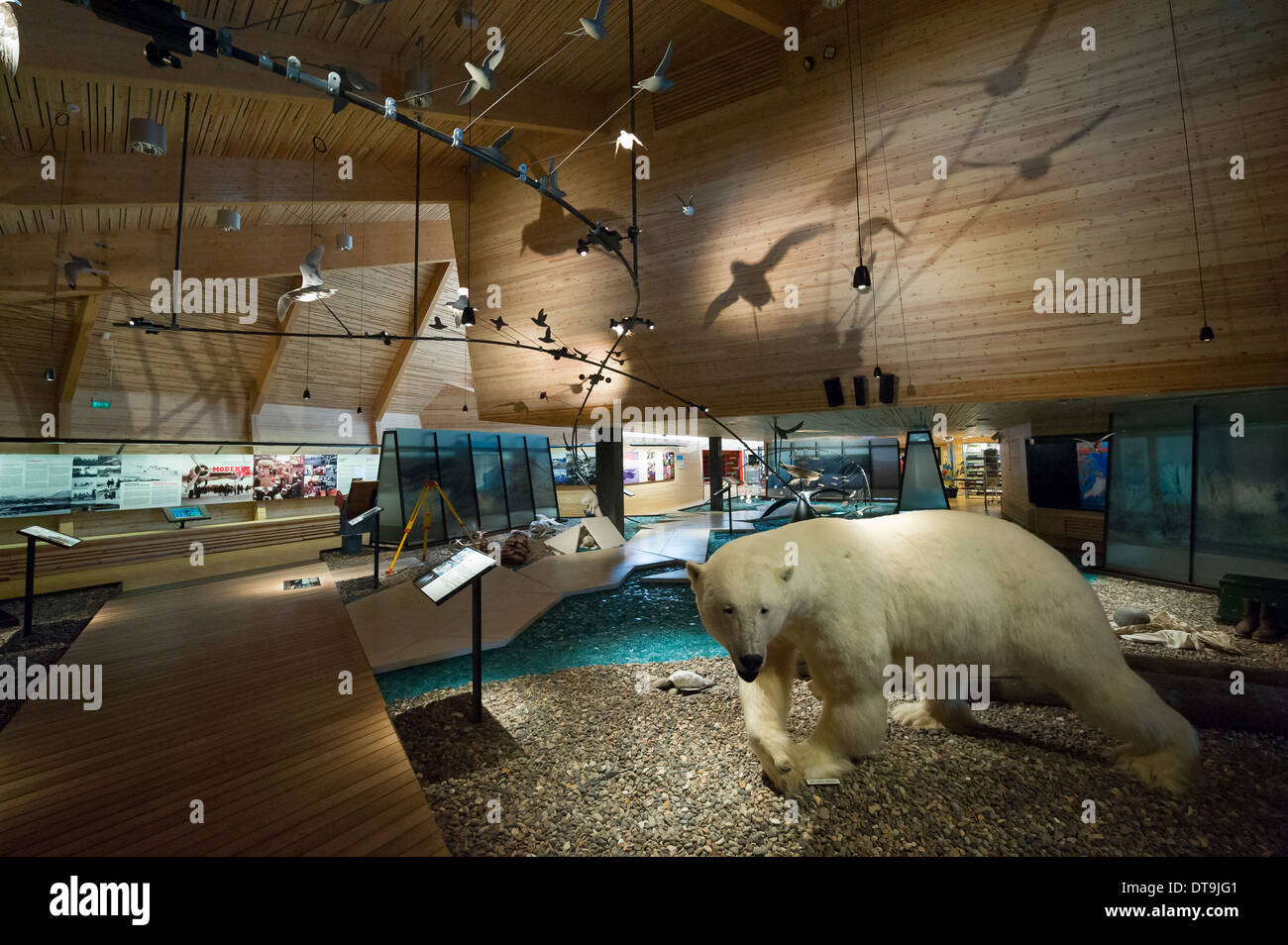Stuffed Polar Bear (Ursus maritimus) in the Svalbard Museum, Longyearbyen, Spitsbergen, Svalbard ...