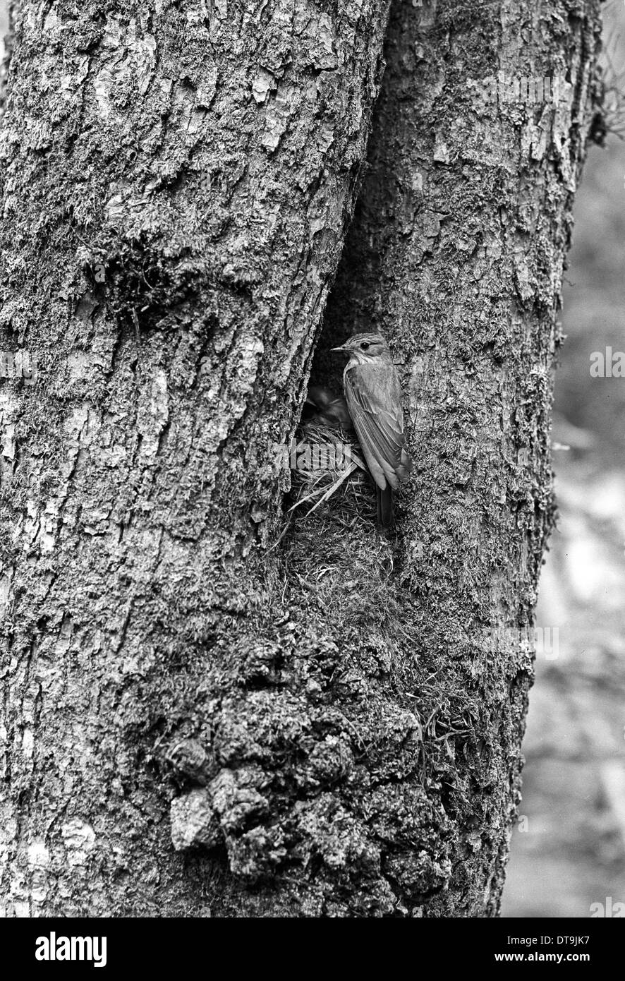 Flycatchers Black and White Stock Photos & Images - Alamy