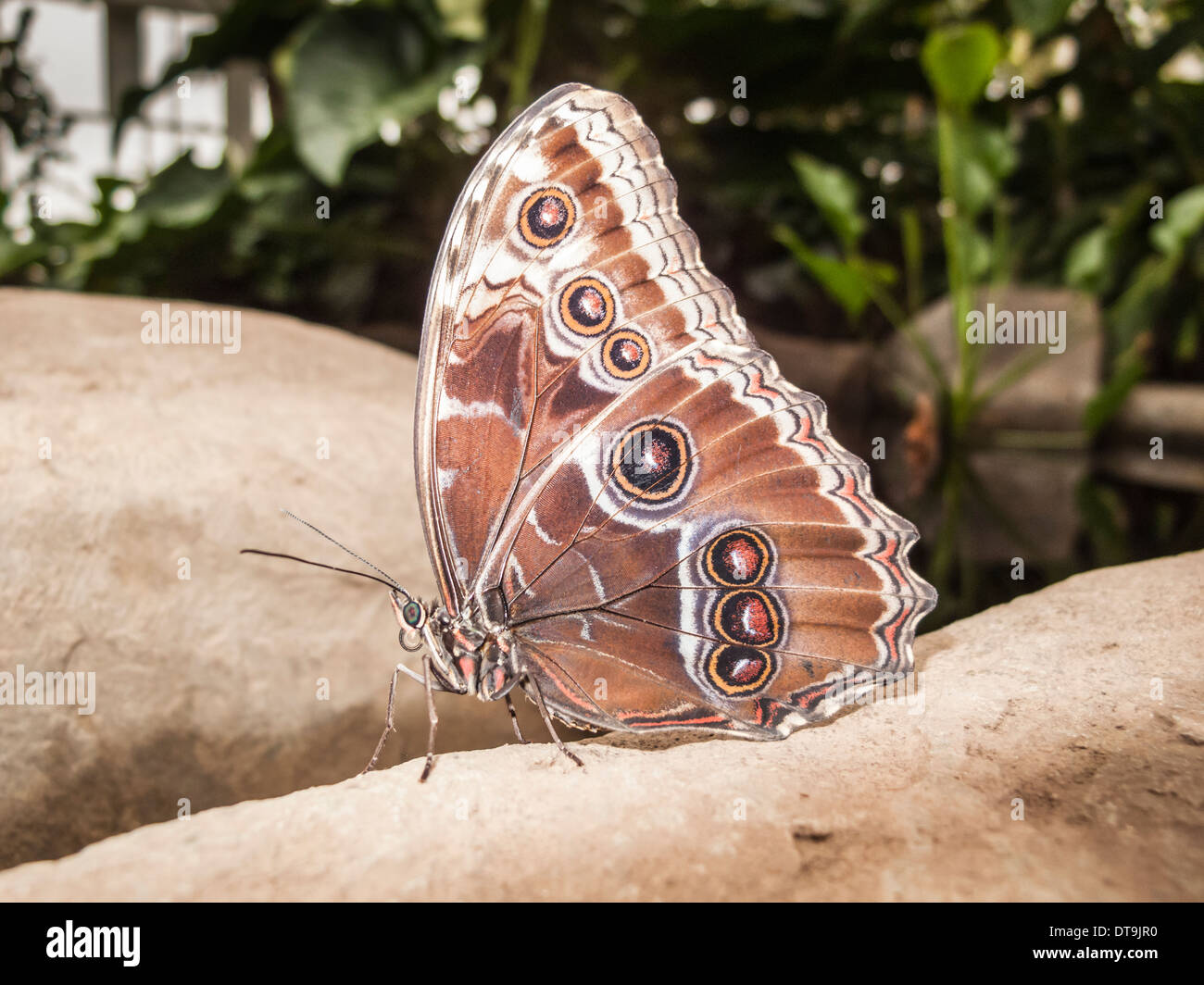 Brown Clipper butterfly, Parthenos sylvia, at rest with closed wings at ...