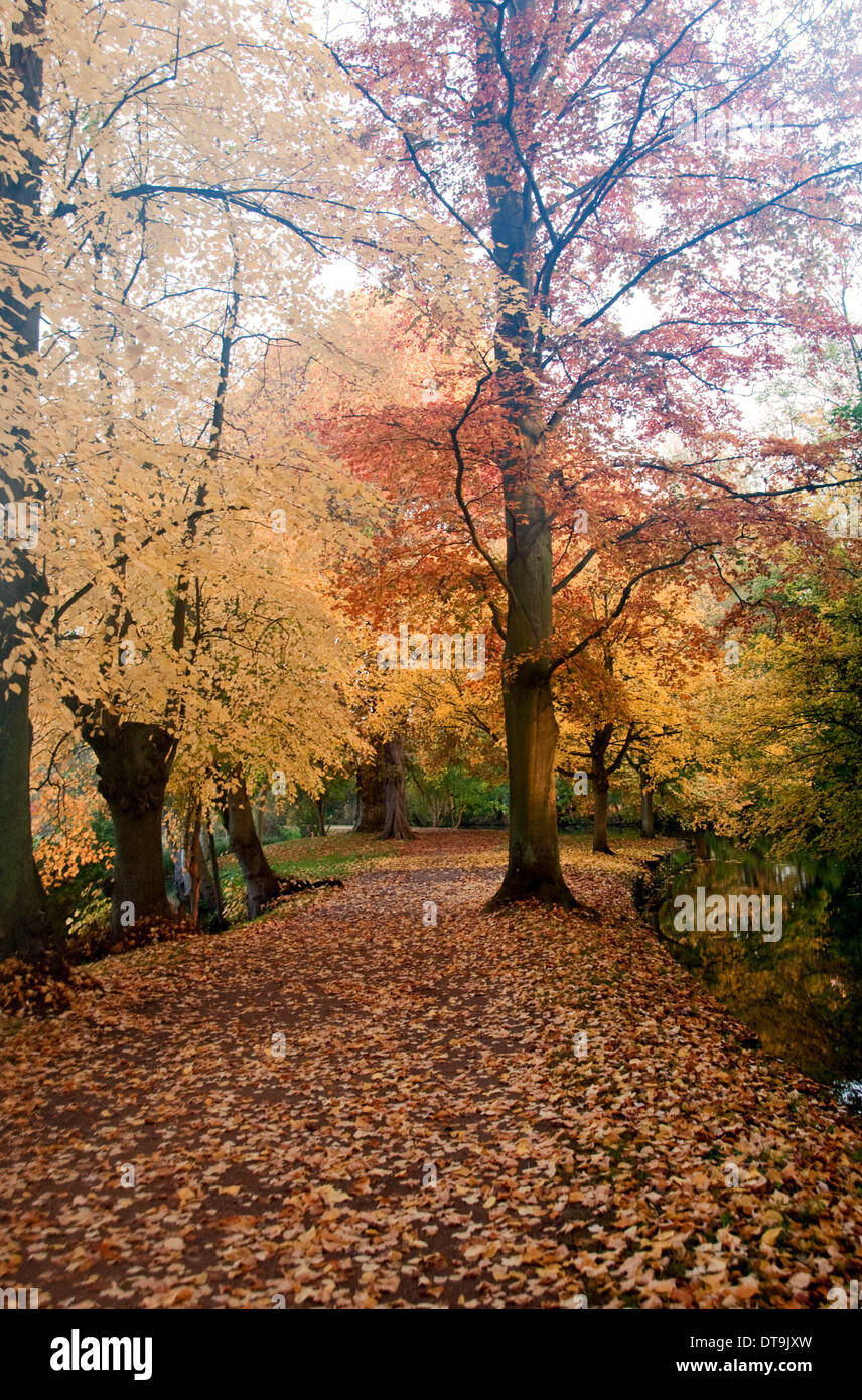 Trees leaves hi-res stock photography and images - Alamy