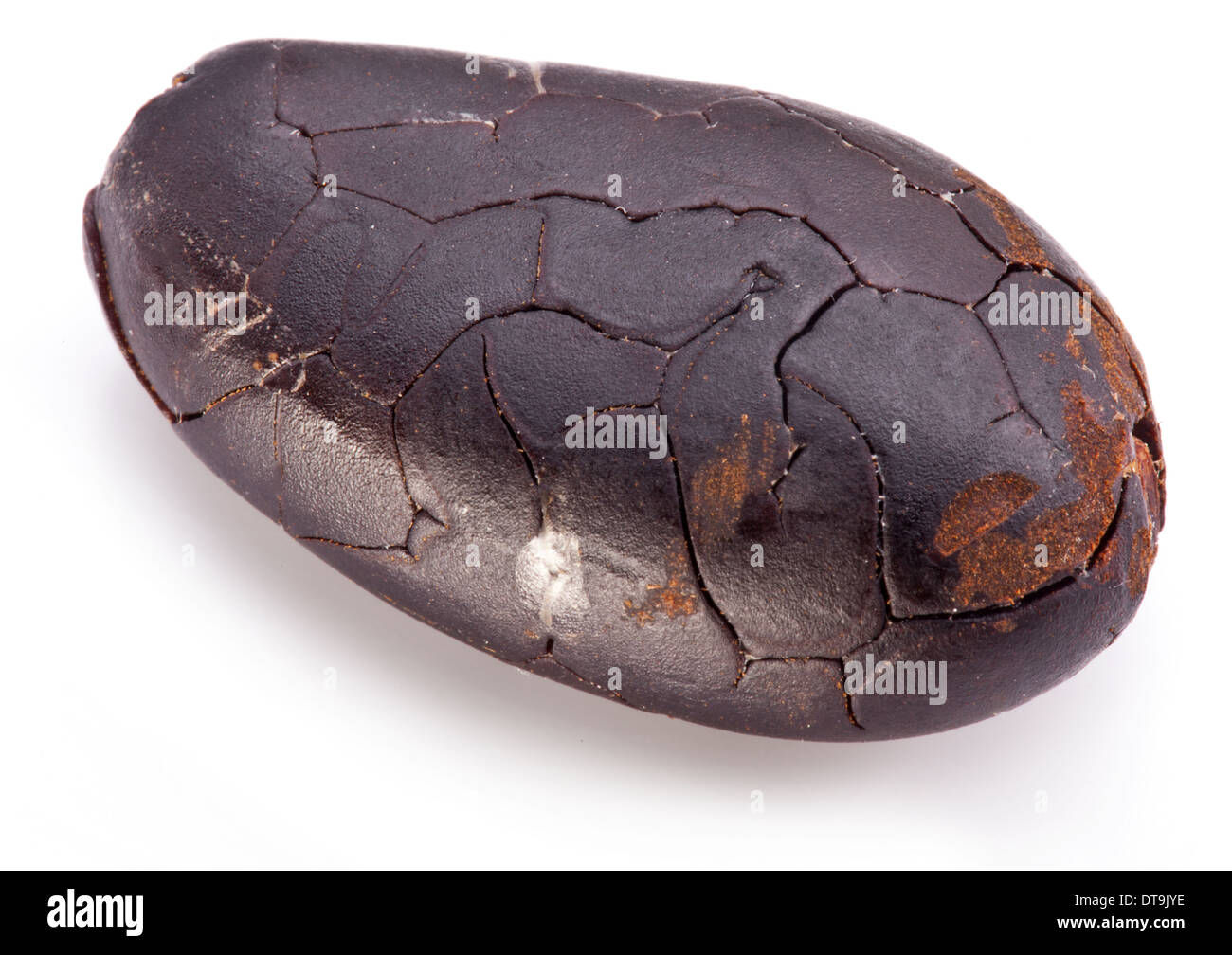 Tropical bean Cut Out Stock Images & Pictures - Alamy