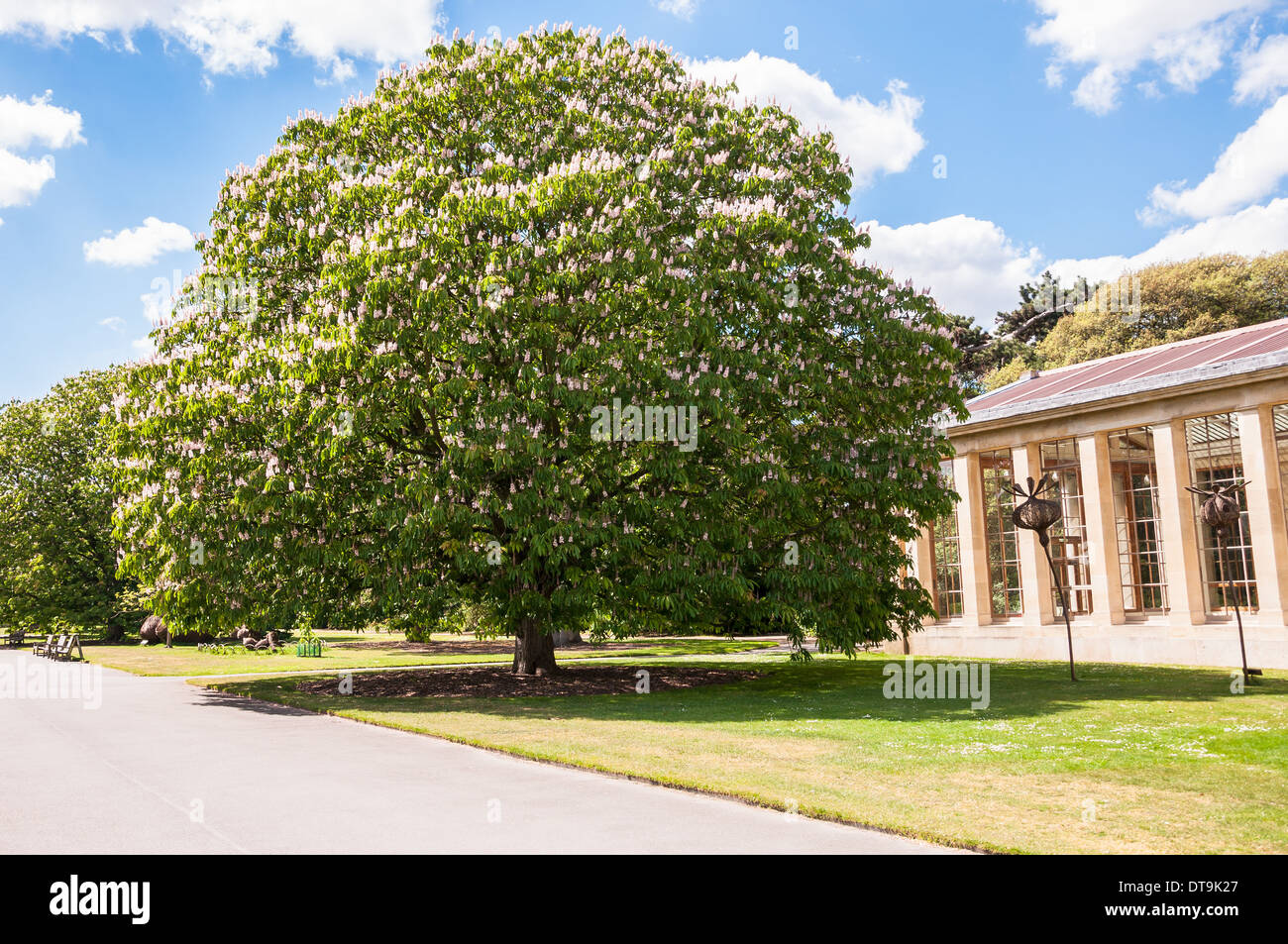 Spring blooming tree hi-res stock photography and images - Alamy