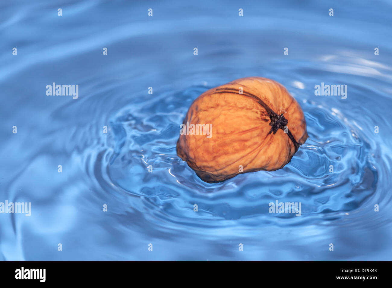 Photo of a walnut fallen in water Stock Photo - Alamy