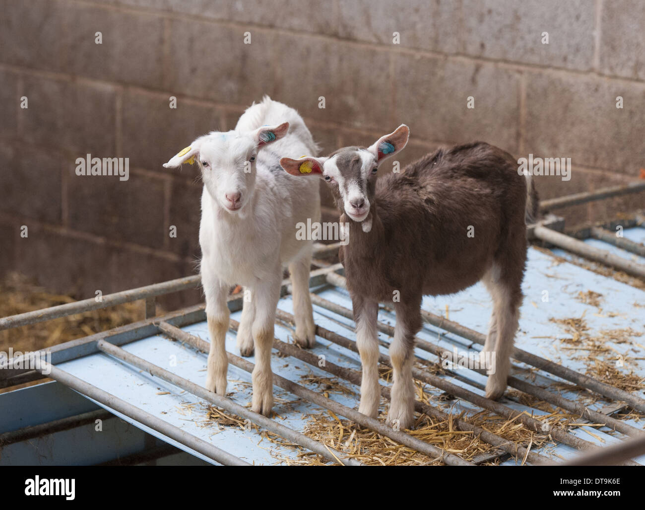 Toggenburg goat farm hi-res stock photography and images - Alamy