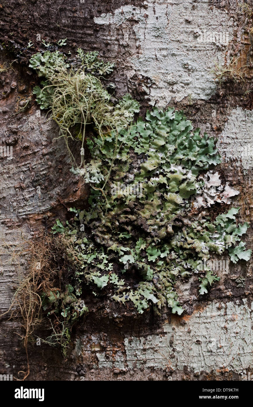 Lichens montane hi-res stock photography and images - Alamy