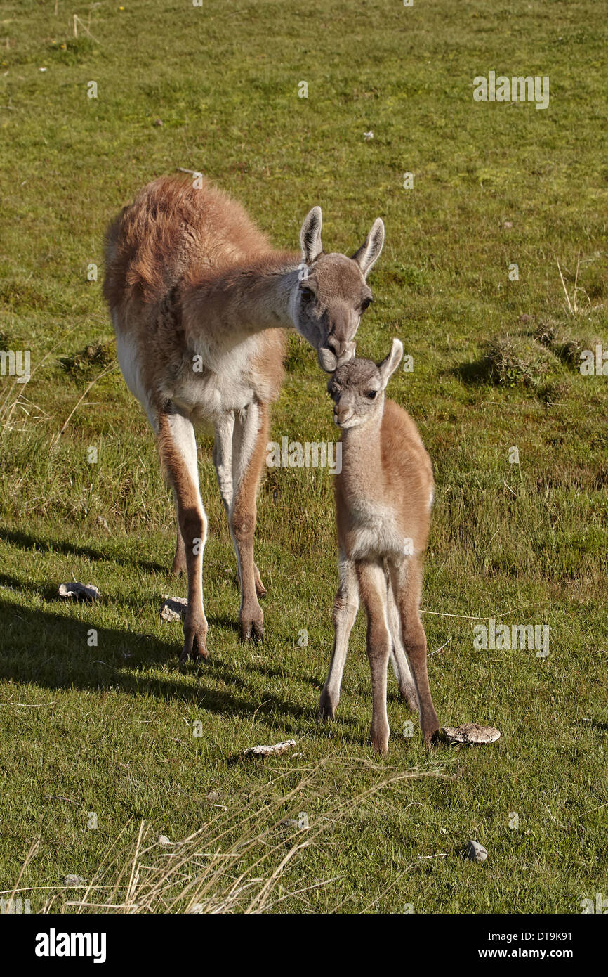 Guanaco and massif hi-res stock photography and images - Alamy