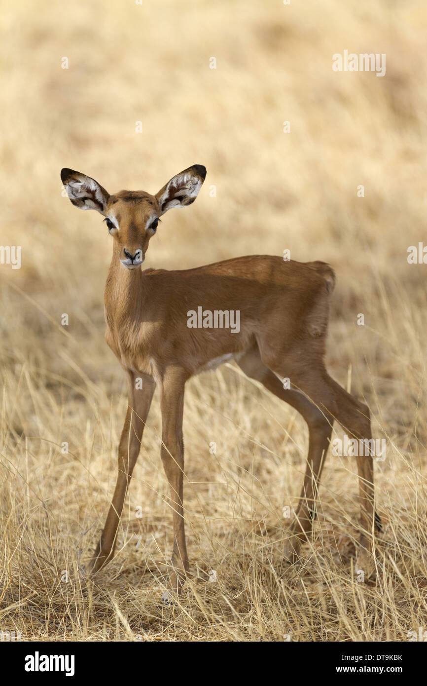 Impala with calves hi-res stock photography and images - Alamy