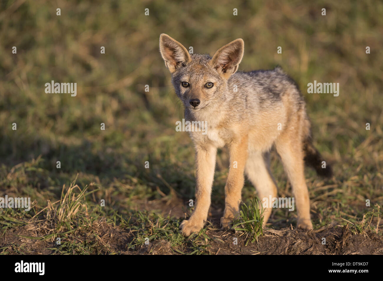 Black-backed Jackal (Canis mesomelas) cub, standing in savannah, Masai ...