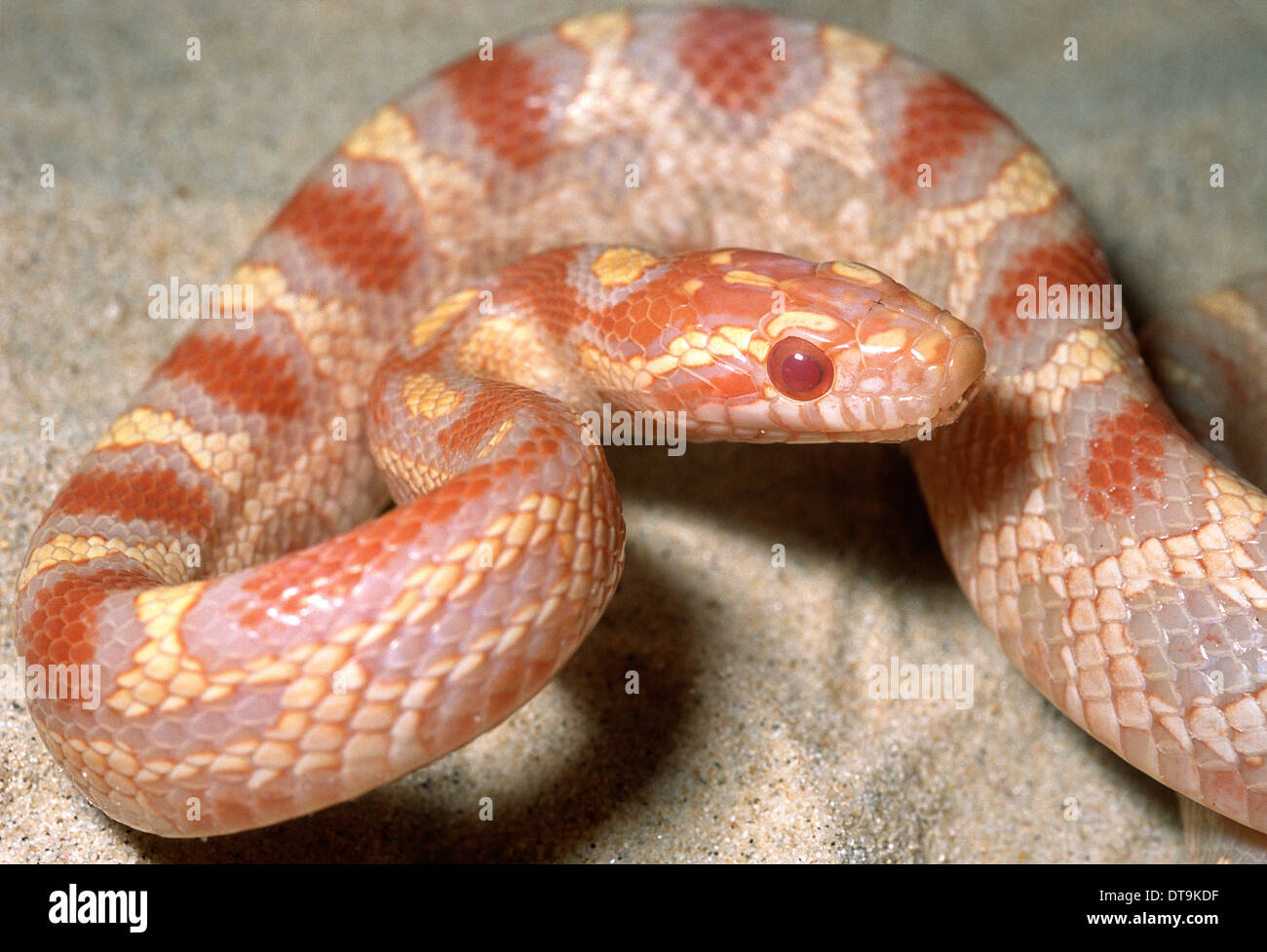Jungle corn hi-res stock photography and images - Alamy