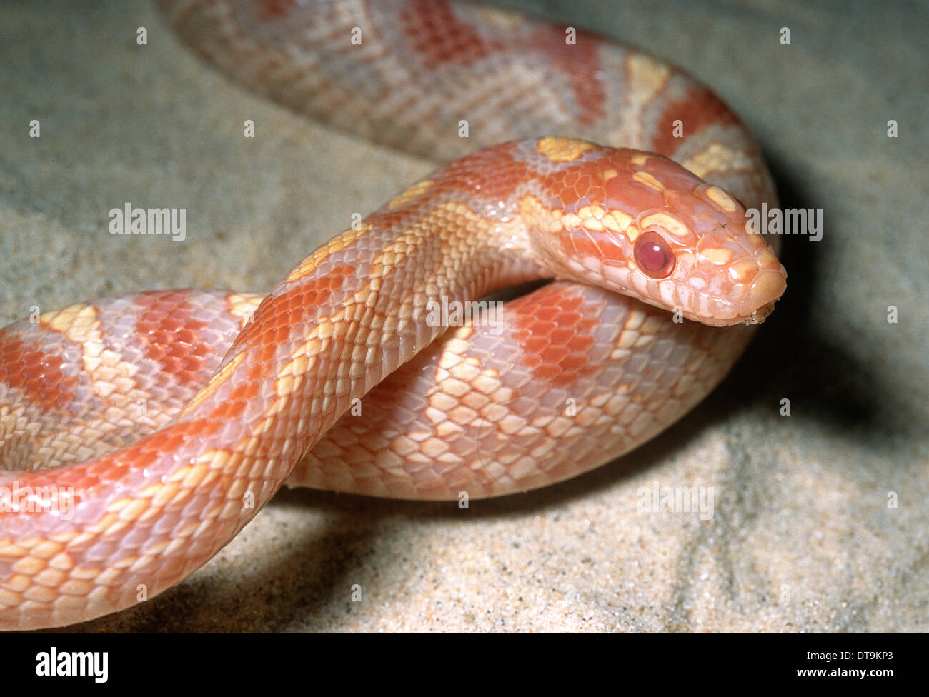 Jungle Corn Snake