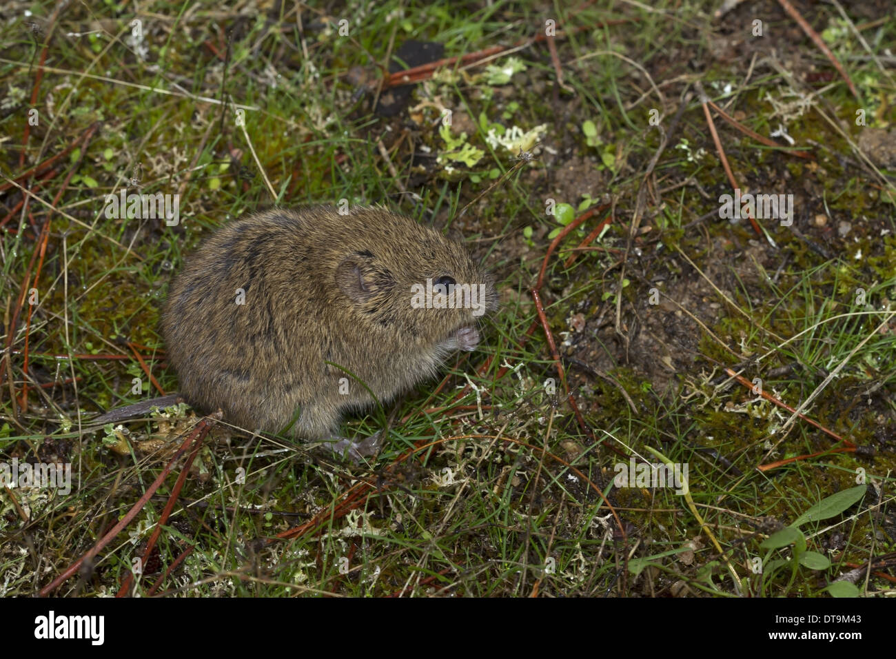 Rodent spain spanish wildlife hi-res stock photography and images - Alamy