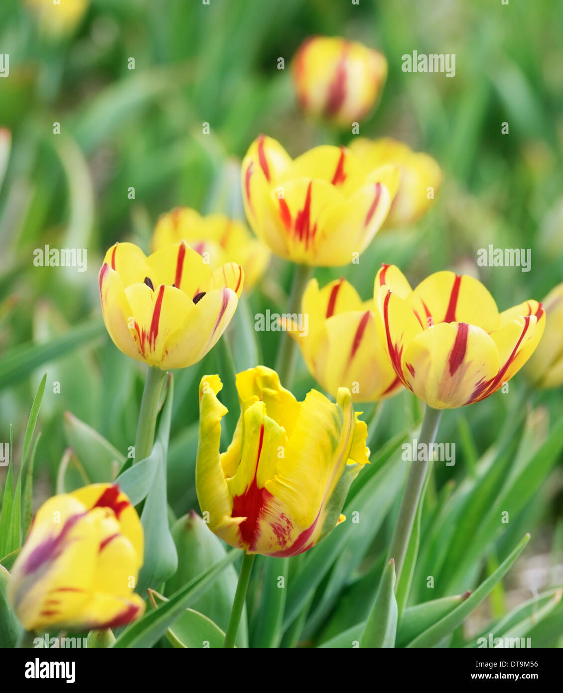 Yellow And Red Tulips Flowers Stock Photo - Alamy