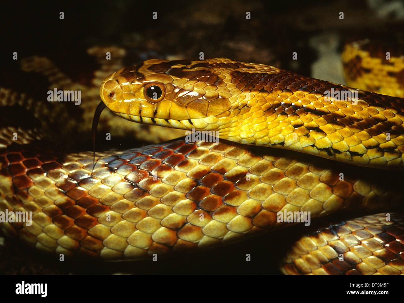 Pine snake Pituophis melanoleucus "yellow", Colubridae, Usa Stock Photo ...