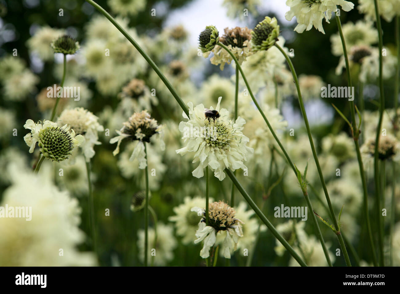 Cephalaria gigantea / giant scabious / yellow scabious Stock Photo - Alamy