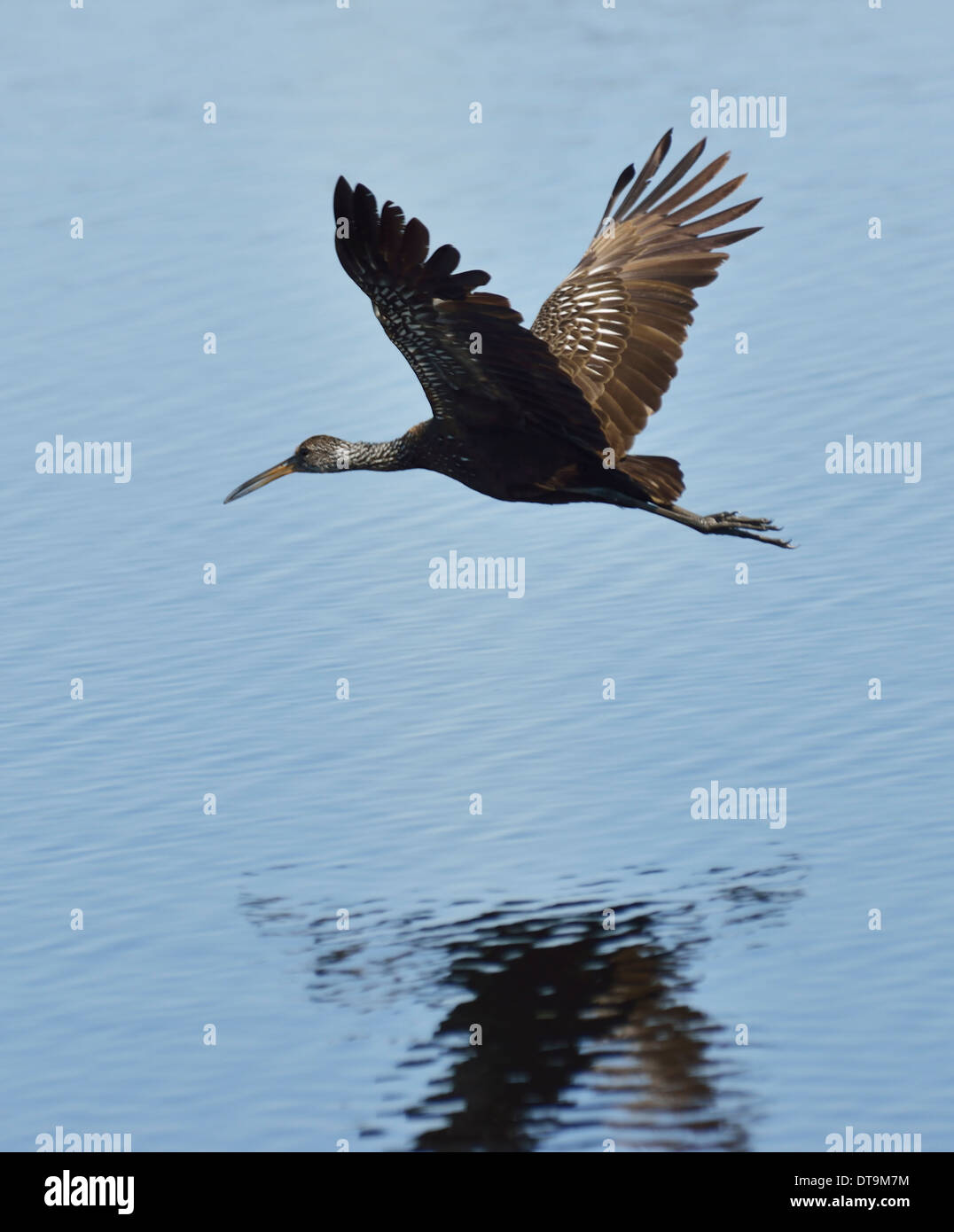 Limpkin Bird In Flight With Water Reflection Stock Photo - Alamy