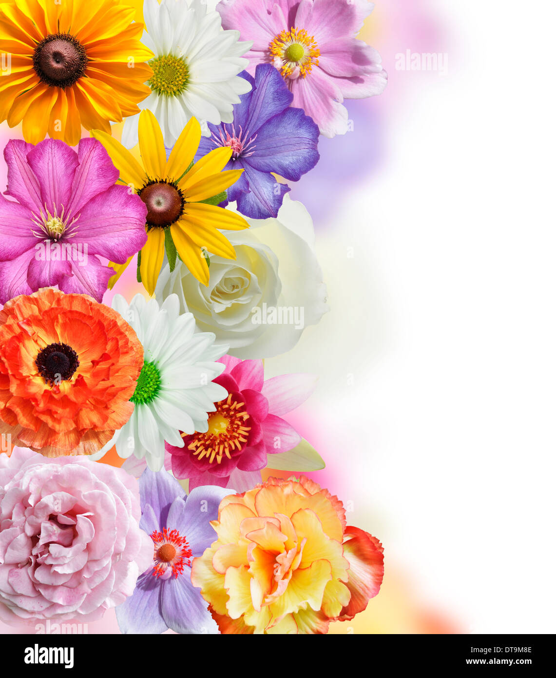 Flowers Collection On White Background Stock Photo - Alamy