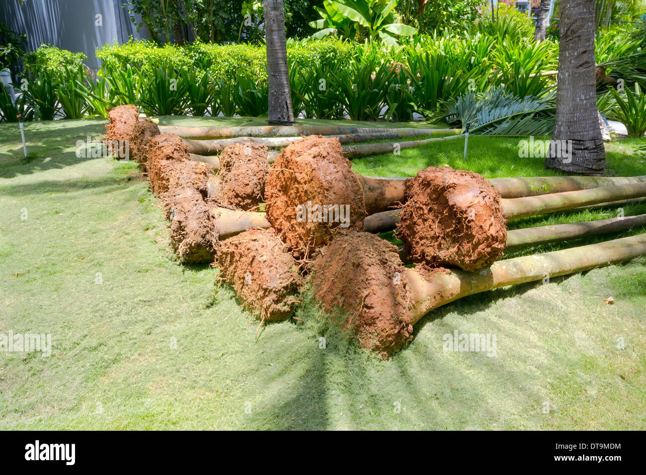 Palm tree landing roots hi-res stock photography and images - Alamy