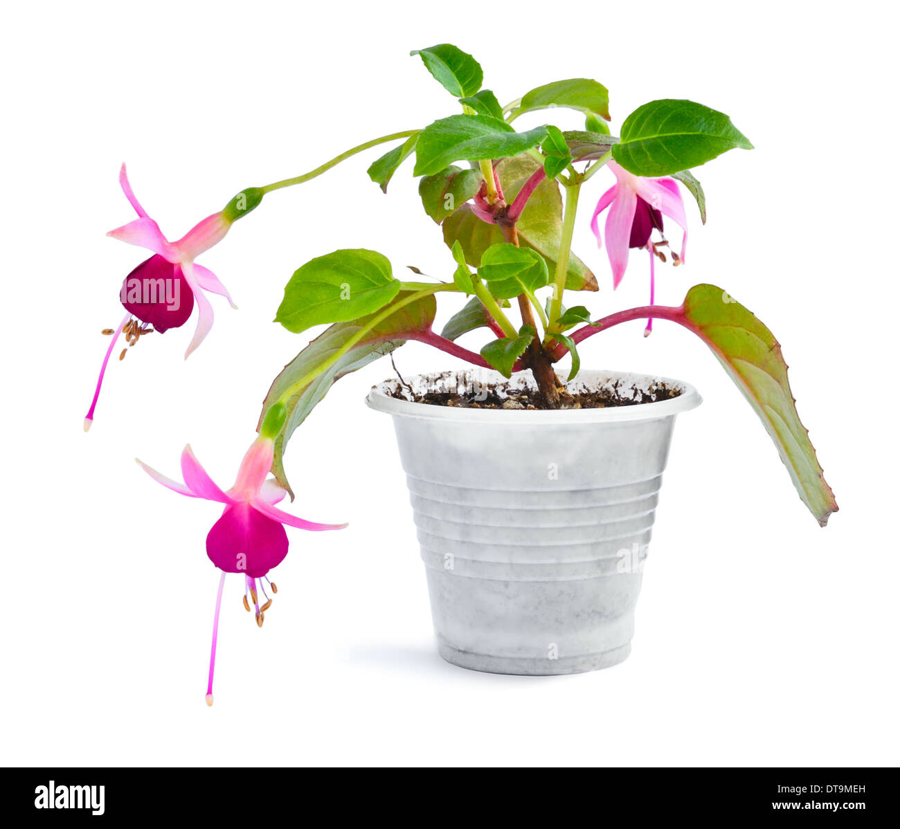 flowering of the Mini fuchsia in a small pot is isolated on white ...