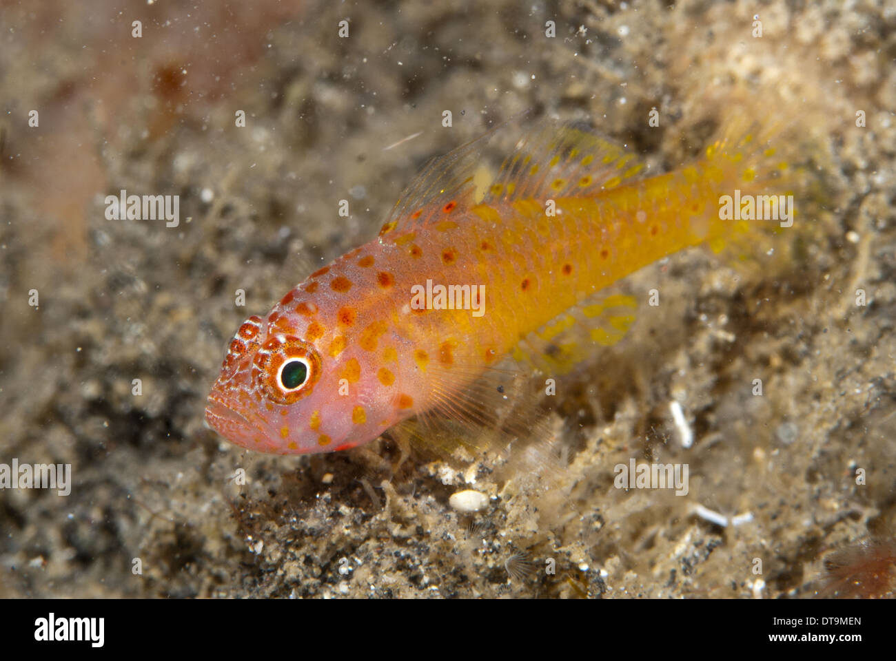 Spotted dwarfgoby hi-res stock photography and images - Alamy