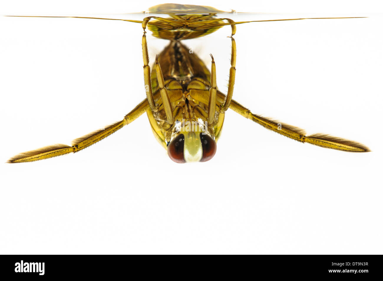 Water Boatman (Notonecta sp.) adult hanging on underside of water ...