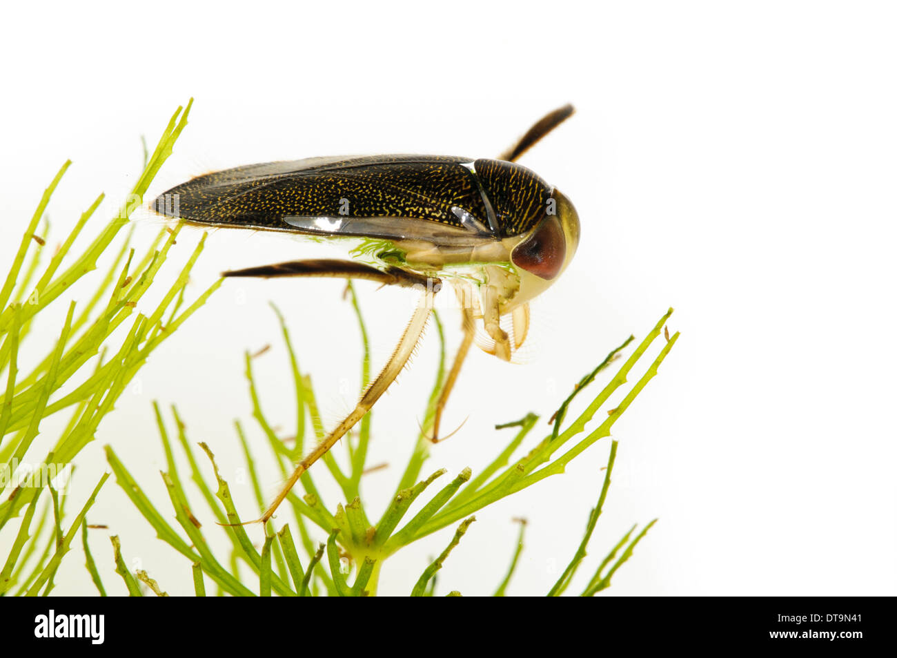 Corixidae water boatmen hi-res stock photography and images - Alamy