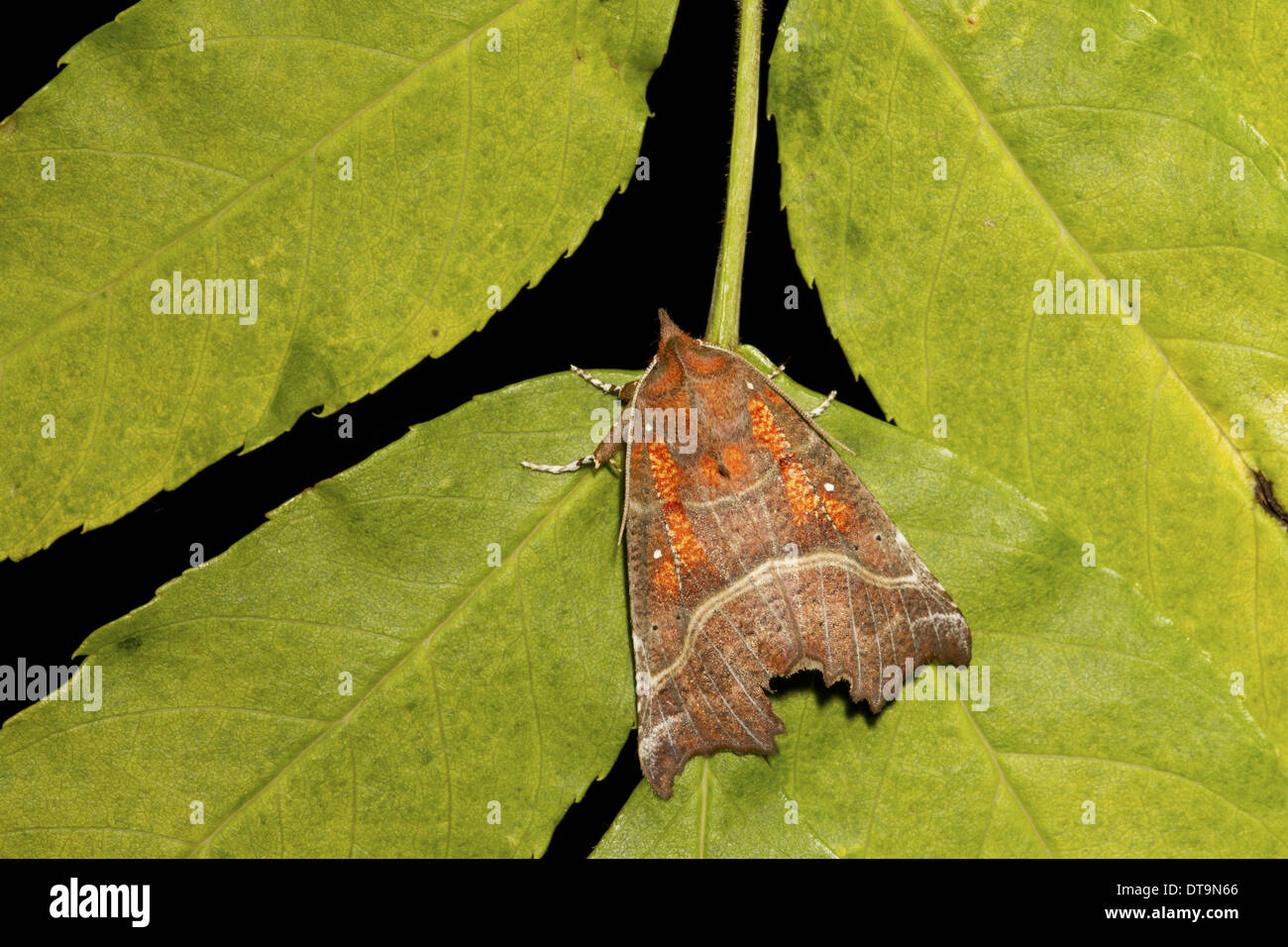 Scottish moths hi-res stock photography and images - Alamy