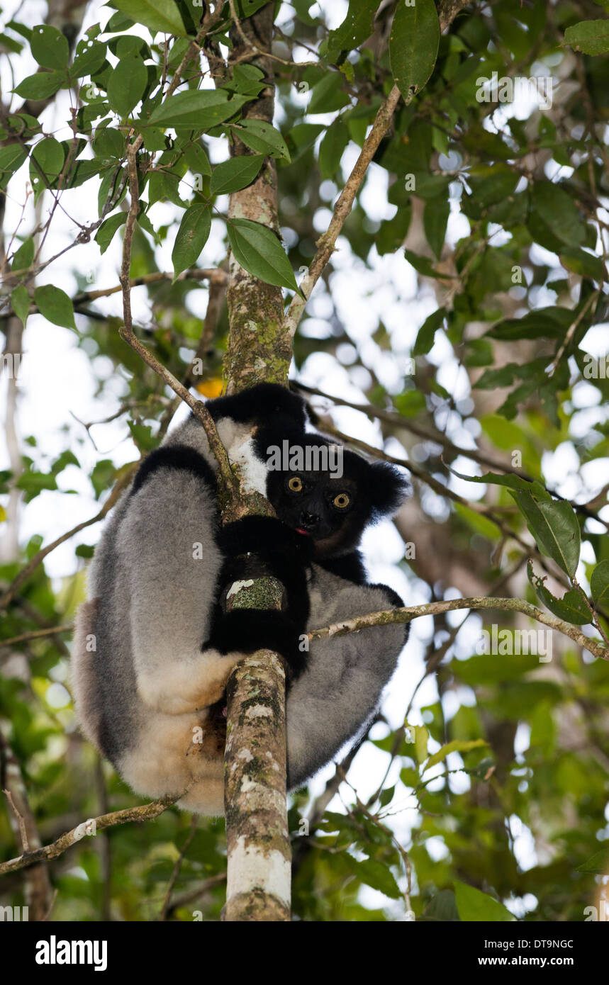 The Indri Indri is the largest Lemur in Madagascar Stock Photo - Alamy