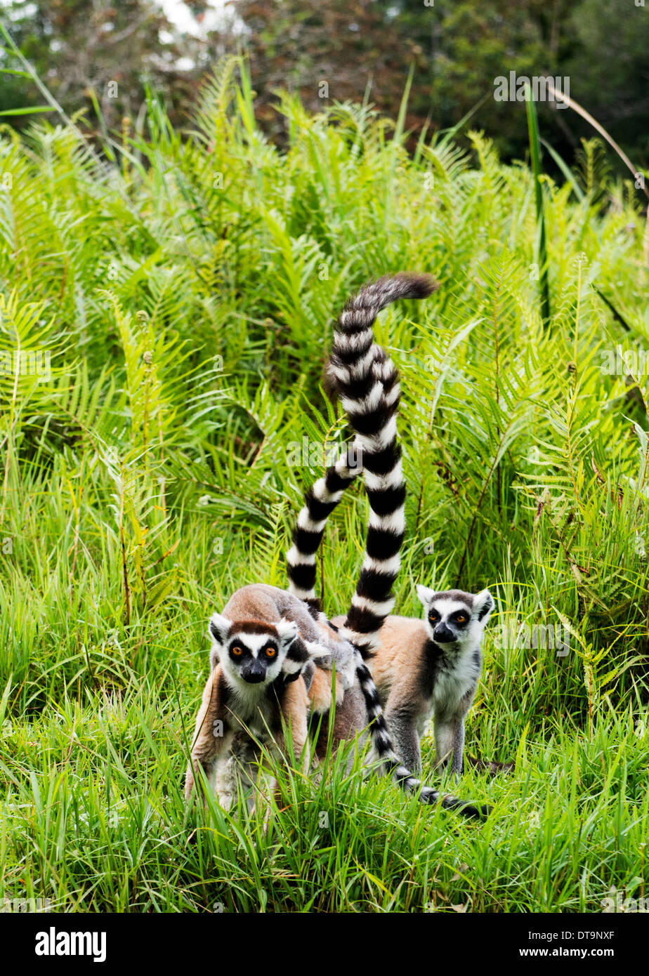 Ring Tailed Lemurs in Madagascar Stock Photo - Alamy