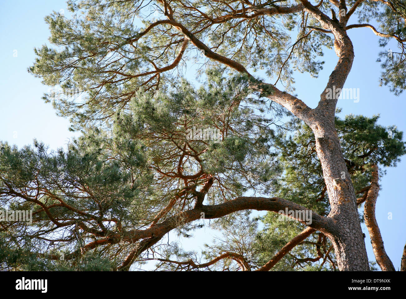 Tree canopy from below hi-res stock photography and images - Alamy
