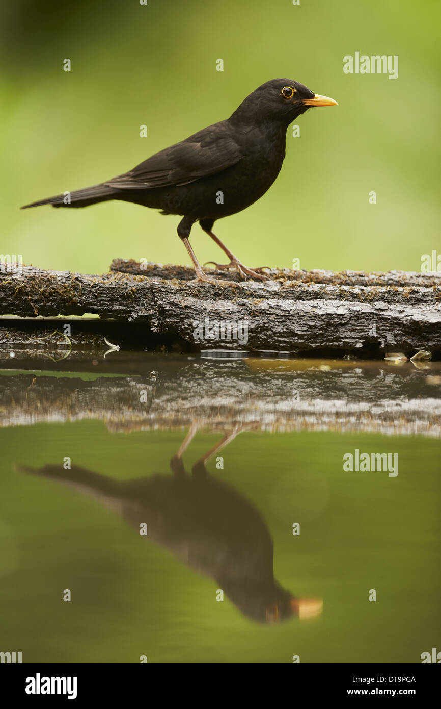 European Blackbird (Turdus merula) adult male, standing at edge of ...