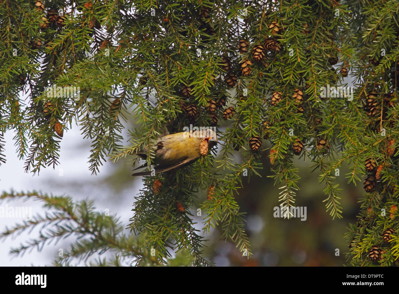 Conifer common crossbill uk hi-res stock photography and images - Alamy