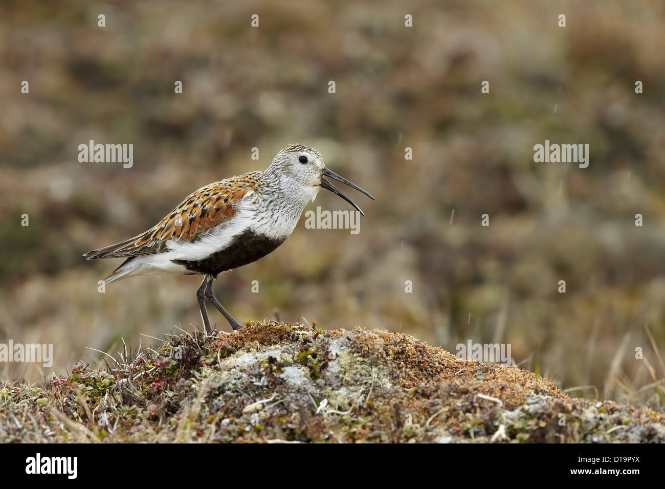 Dunlin calidris alpina male hi-res stock photography and images - Alamy