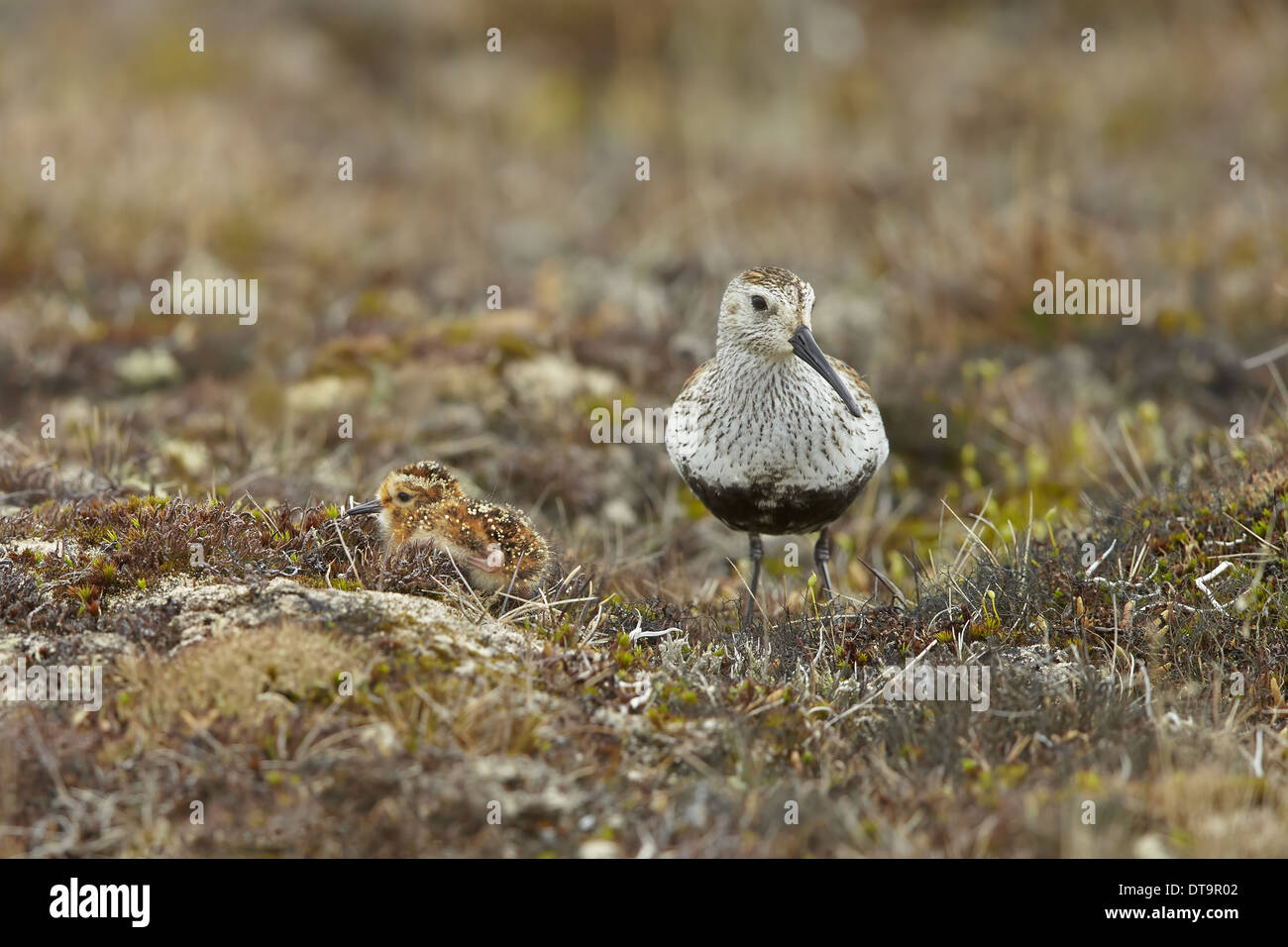 Female dunlin hi-res stock photography and images - Alamy