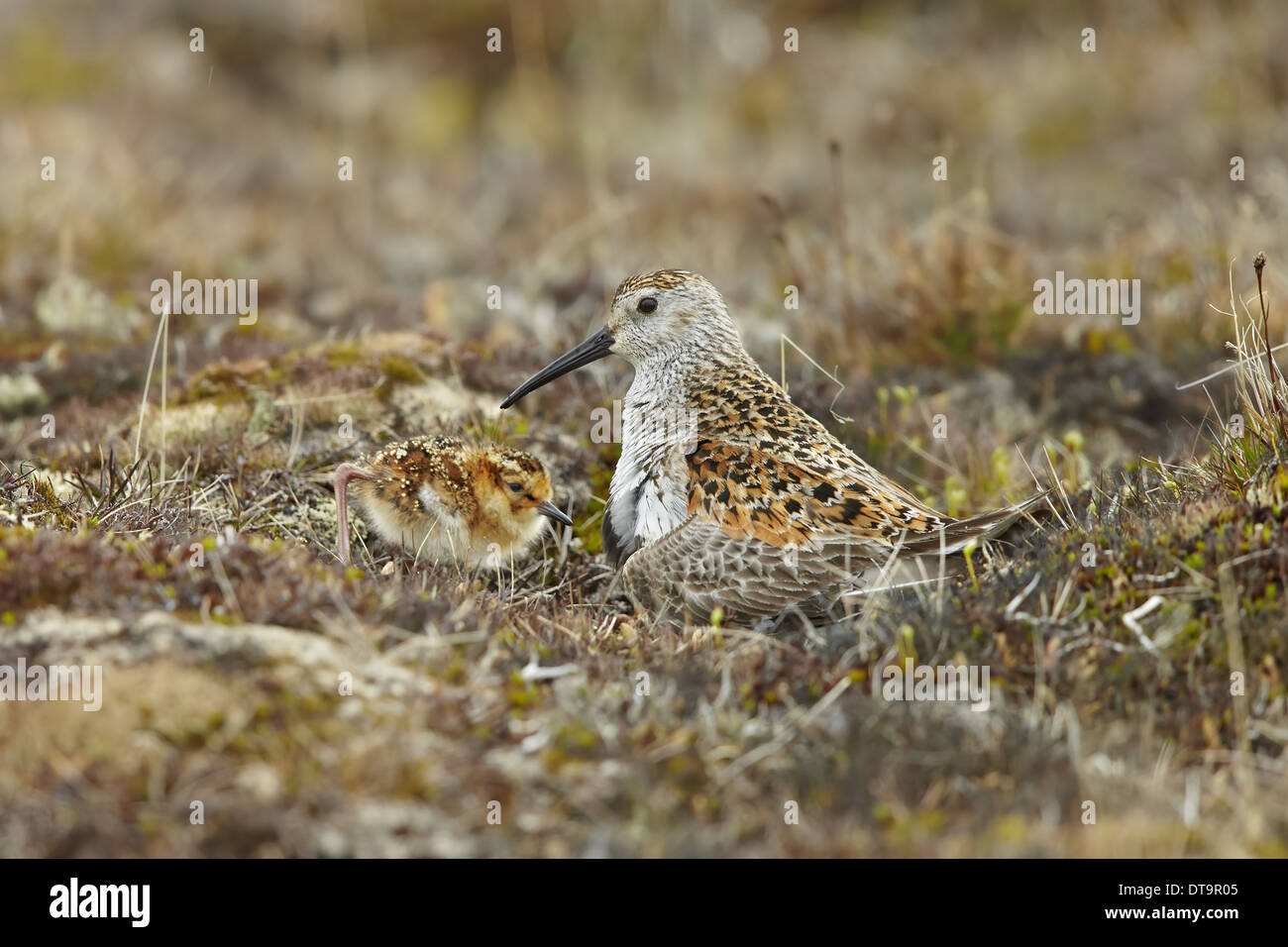 Dunlin (Calidris alpina sakhalina) adult female, breeding plumage, with ...