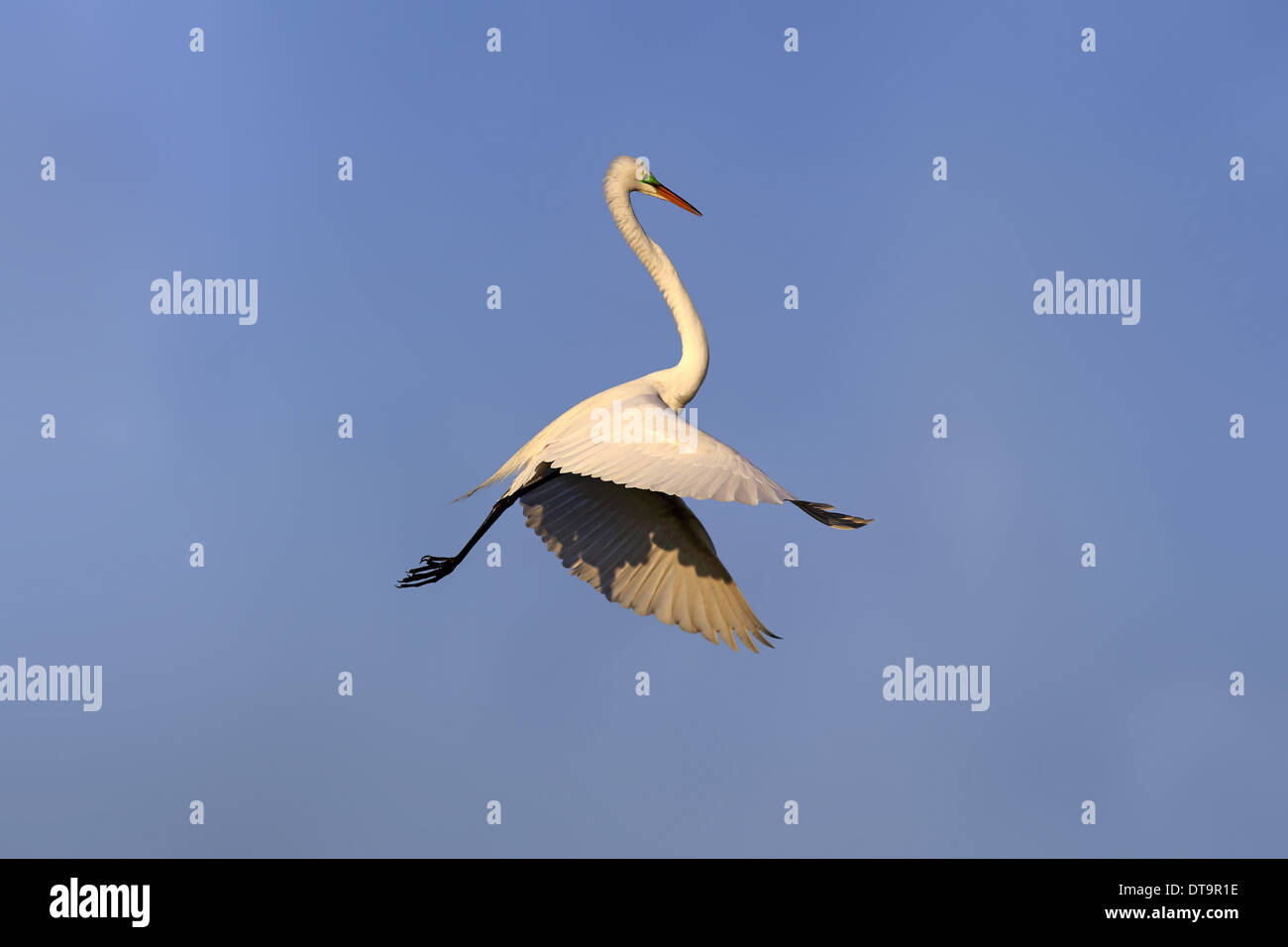 Great Egret (Ardea alba egretta) adult, breeding plumage, in flight ...