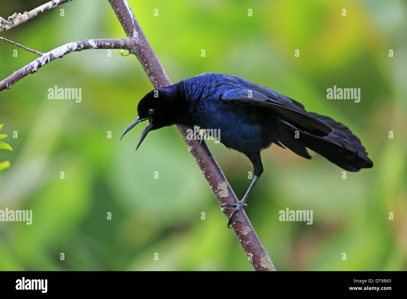 American boat tailed grackle hi-res stock photography and images - Alamy