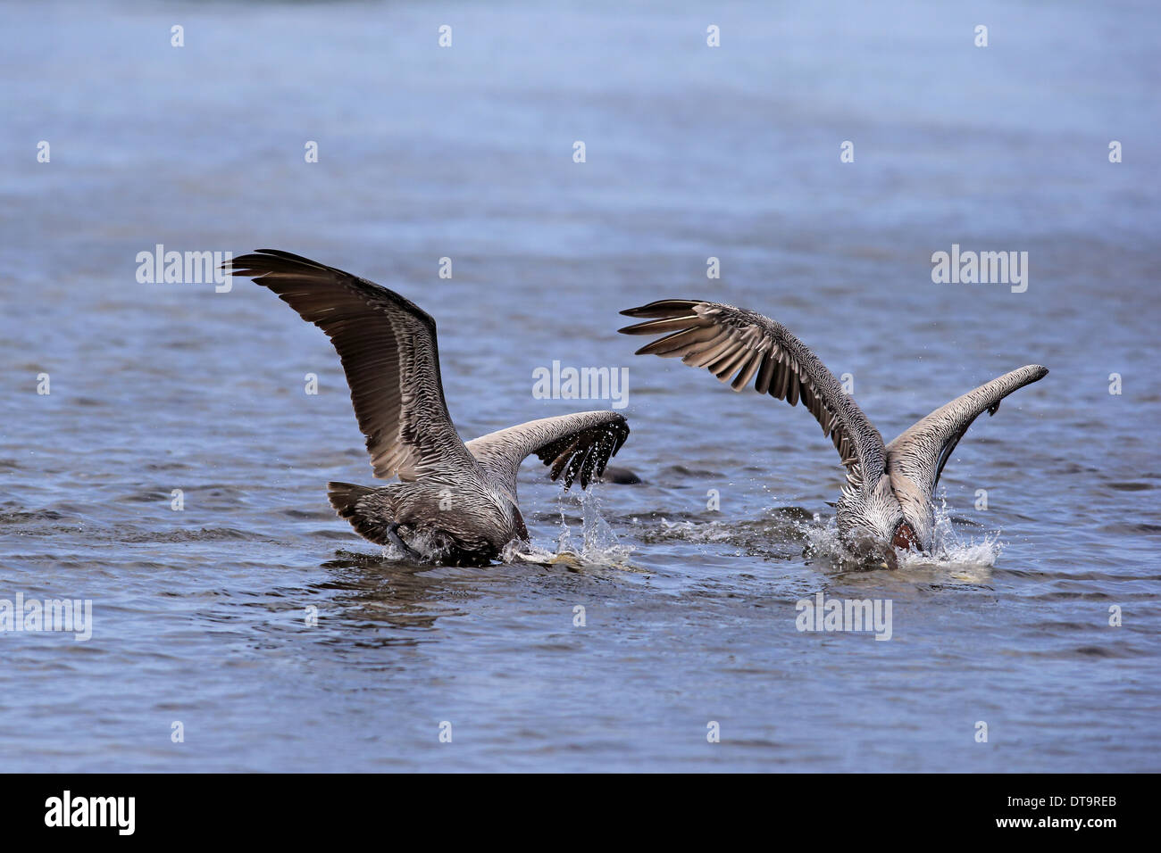Brown Pelican (Pelecanus occidentalis) two adults breeding plumage in ...
