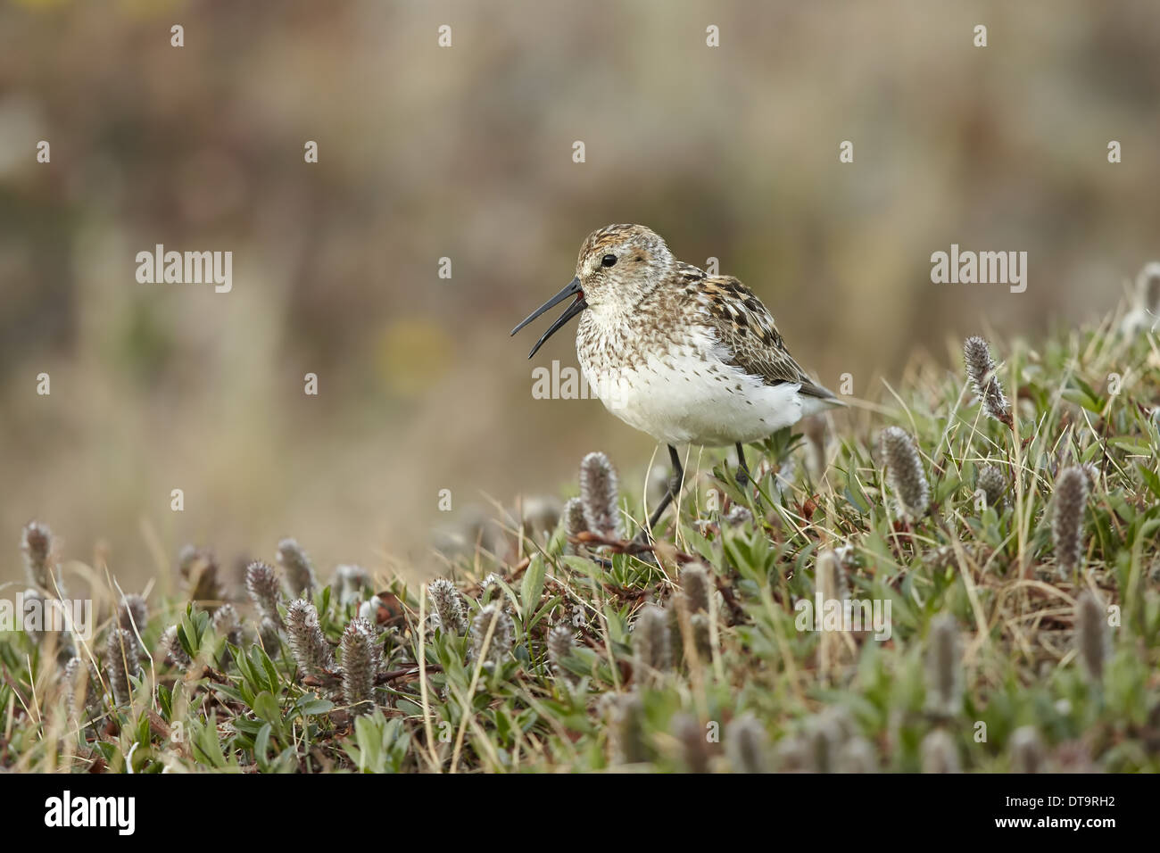 Western Sandpiper (Calidris mauri) adult, breeding plumage, calling ...