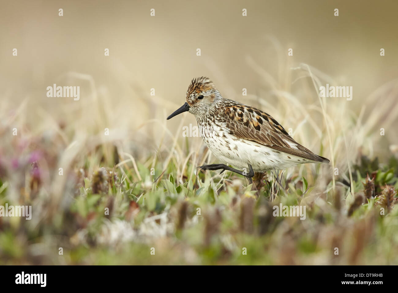 Western Sandpiper (Calidris mauri) adult, breeding plumage, standing on ...