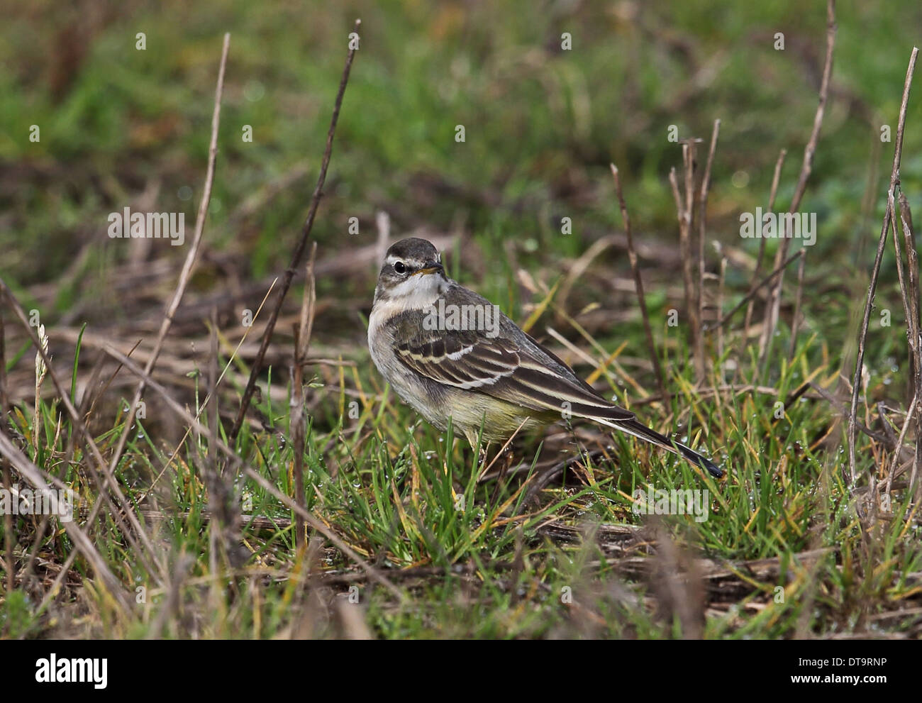 Eastern Yellow Wagtail (Motacilla tschutschensis) immature first winter ...