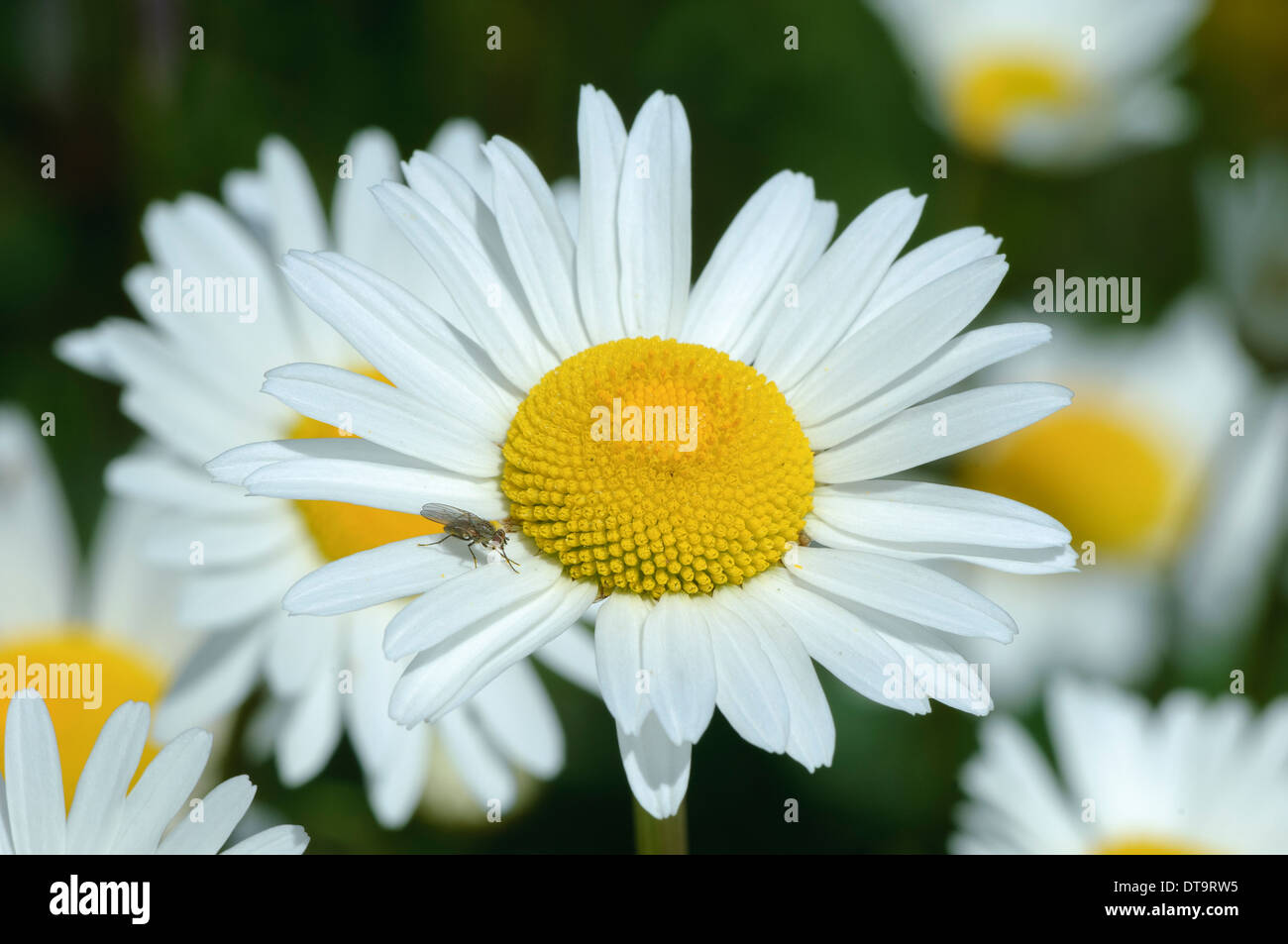 Creeping Daisy Stock Photos & Creeping Daisy Stock Images - Alamy