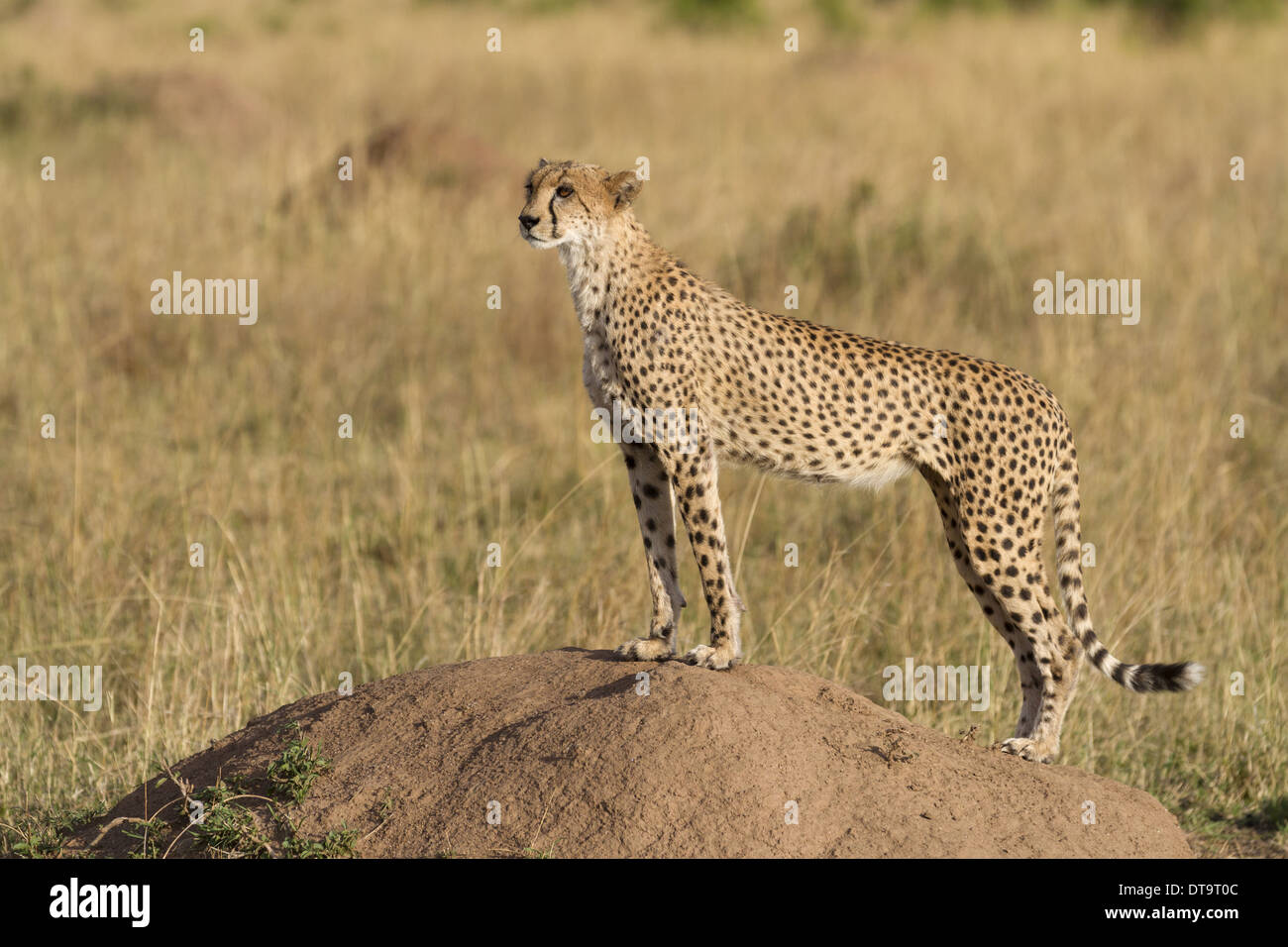 Cheetah acinonyx jubatus raineyii adult hi-res stock photography and ...