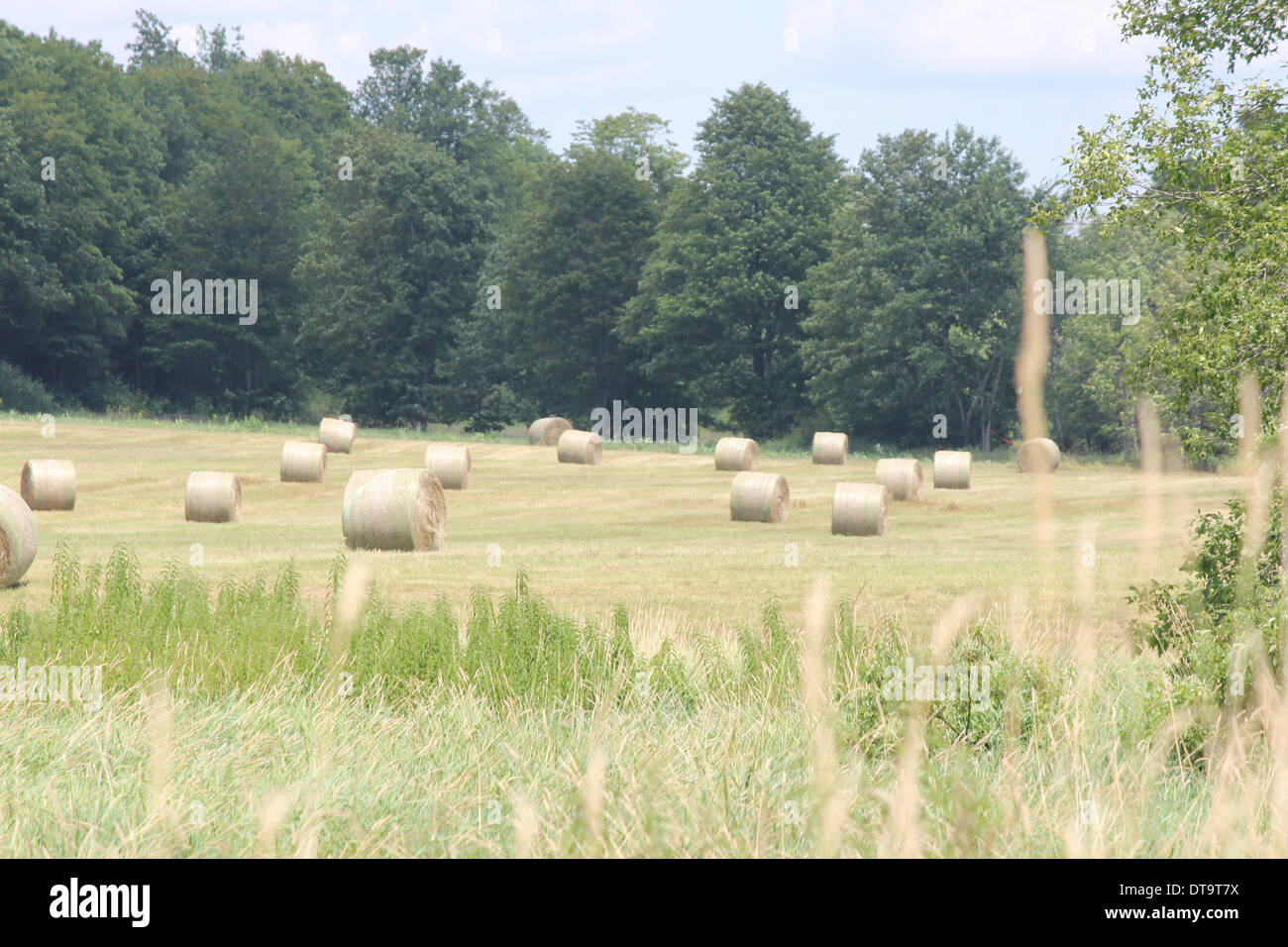 Freshly, rolled, round bales of hay in a small field Stock Photo - Alamy