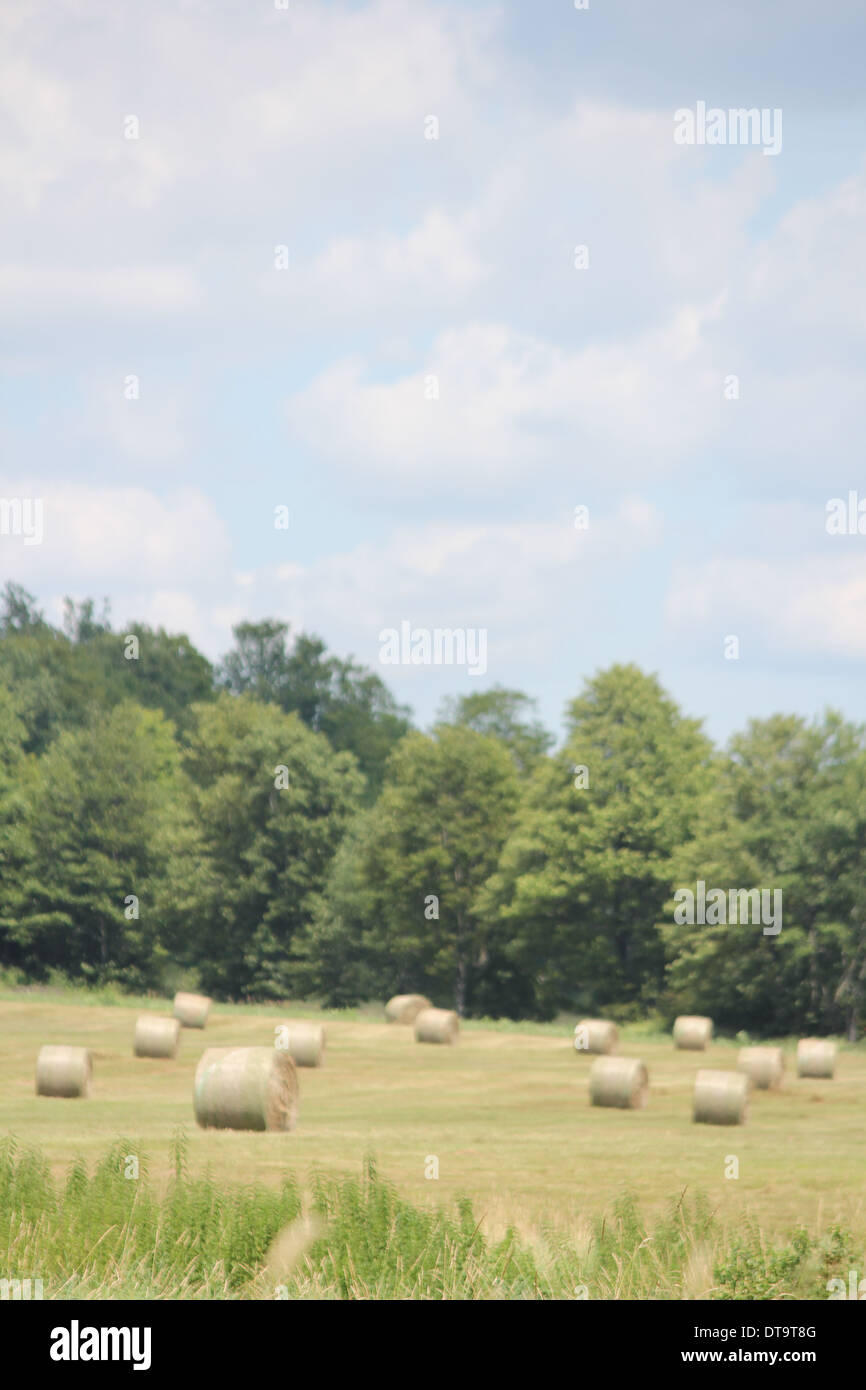 Freshly, rolled, round bales of hay in a small field Stock Photo - Alamy